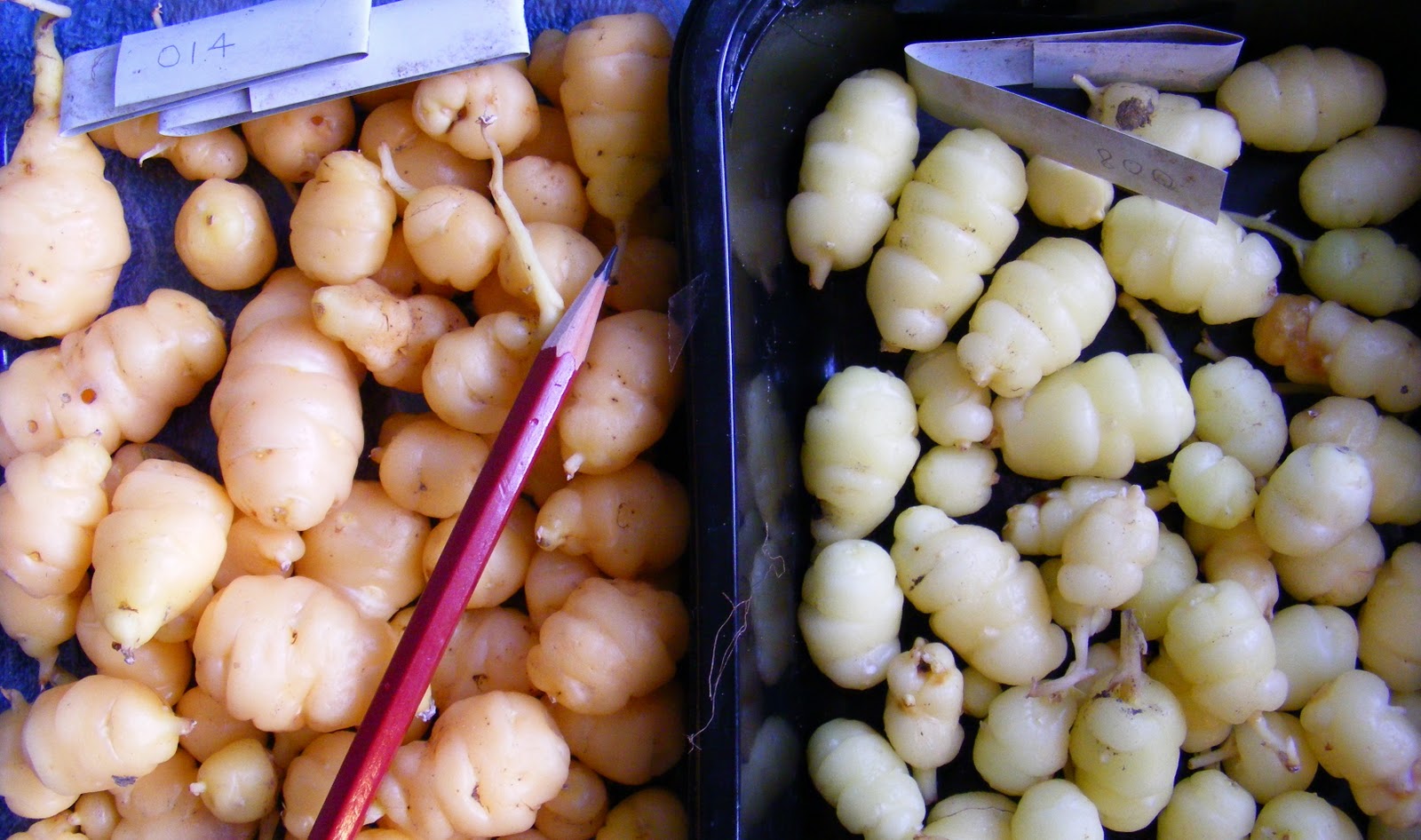 Growing Oca: Assessing Some New Oca Varieties