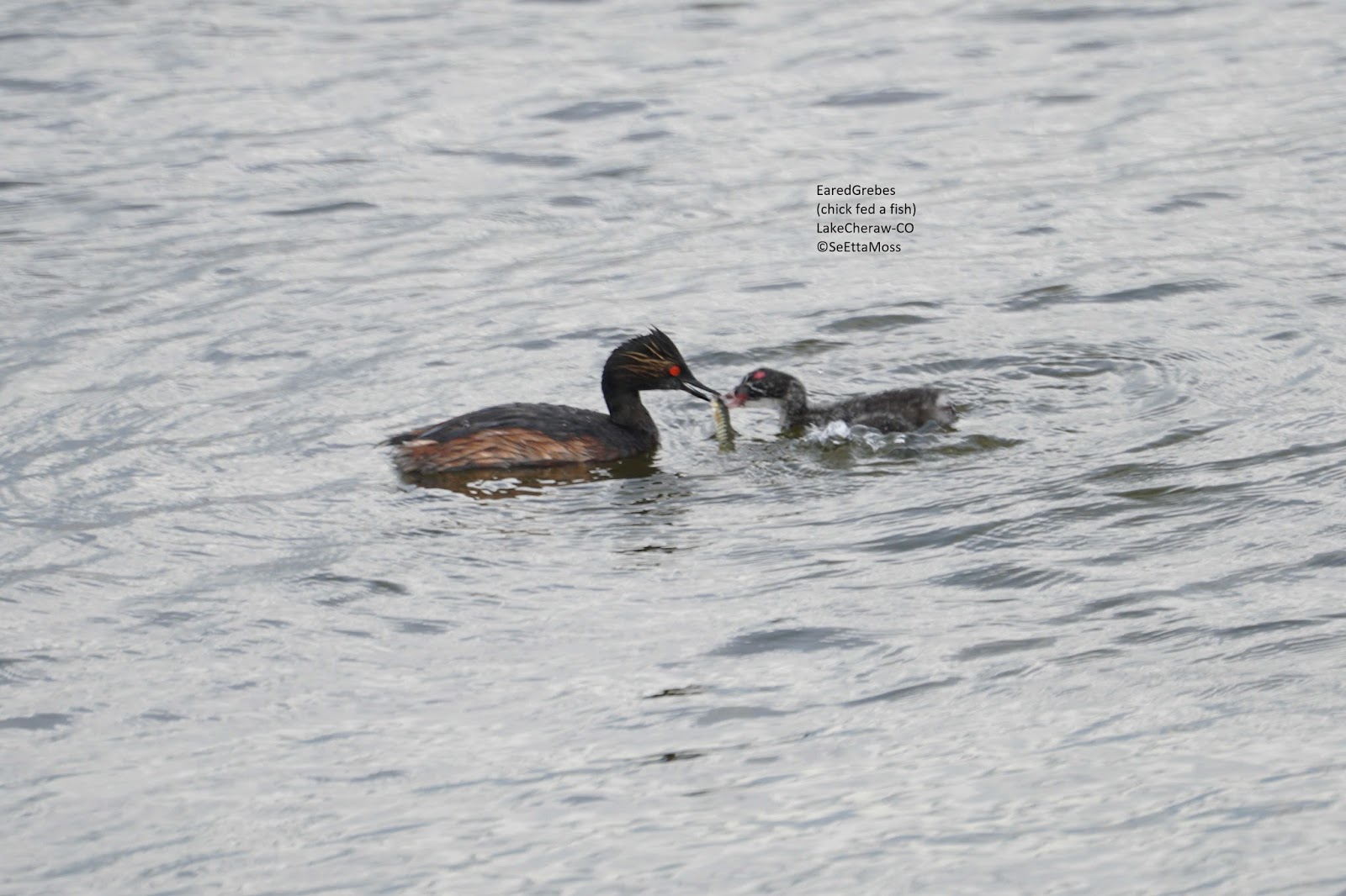 Eared Grebe parents feeding young chick