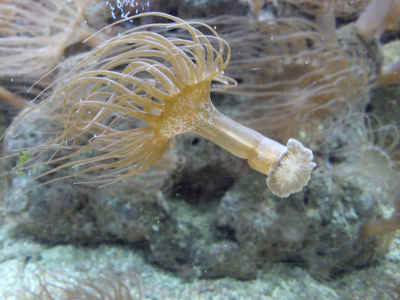 The Octopus and the Anemone: Primary Research