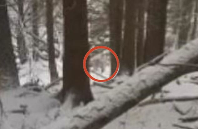Is This A Real Yeti In This Video?