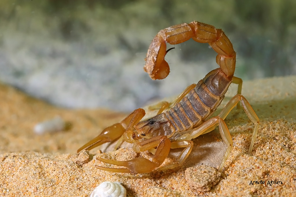 Hongos y clases de Insectos: Escorpión amarillo