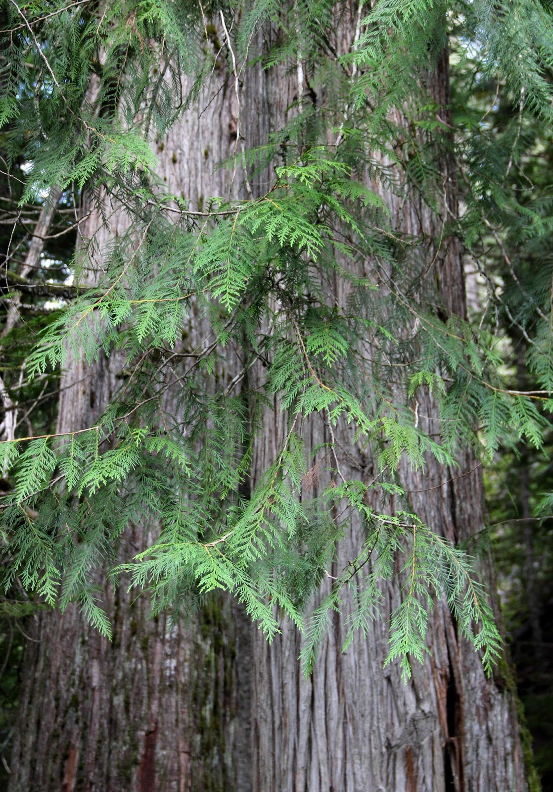 Red Cedar Tree Branch