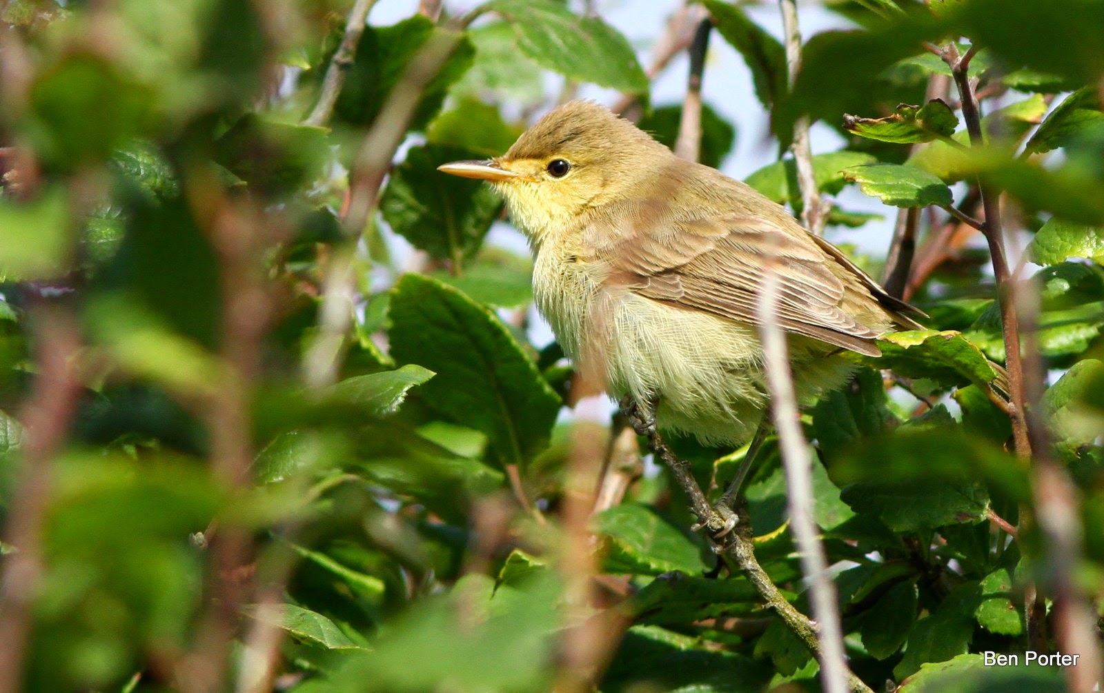Next Generation Birders Official Blog: May 2014