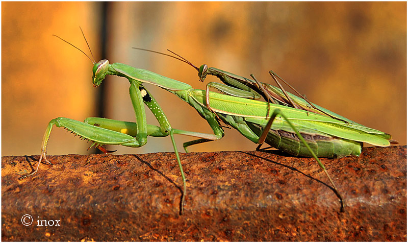 Si può fare: La mantide con l'amante