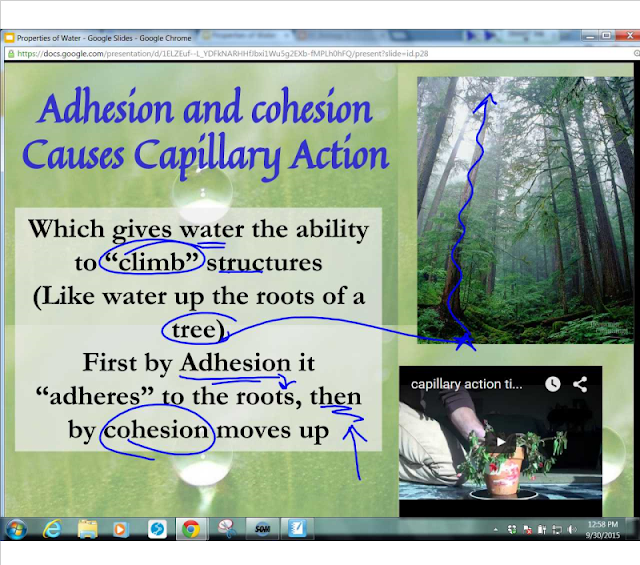 EC Honors Biology: Wednesday September 30th - Adhesion and Capillary Action