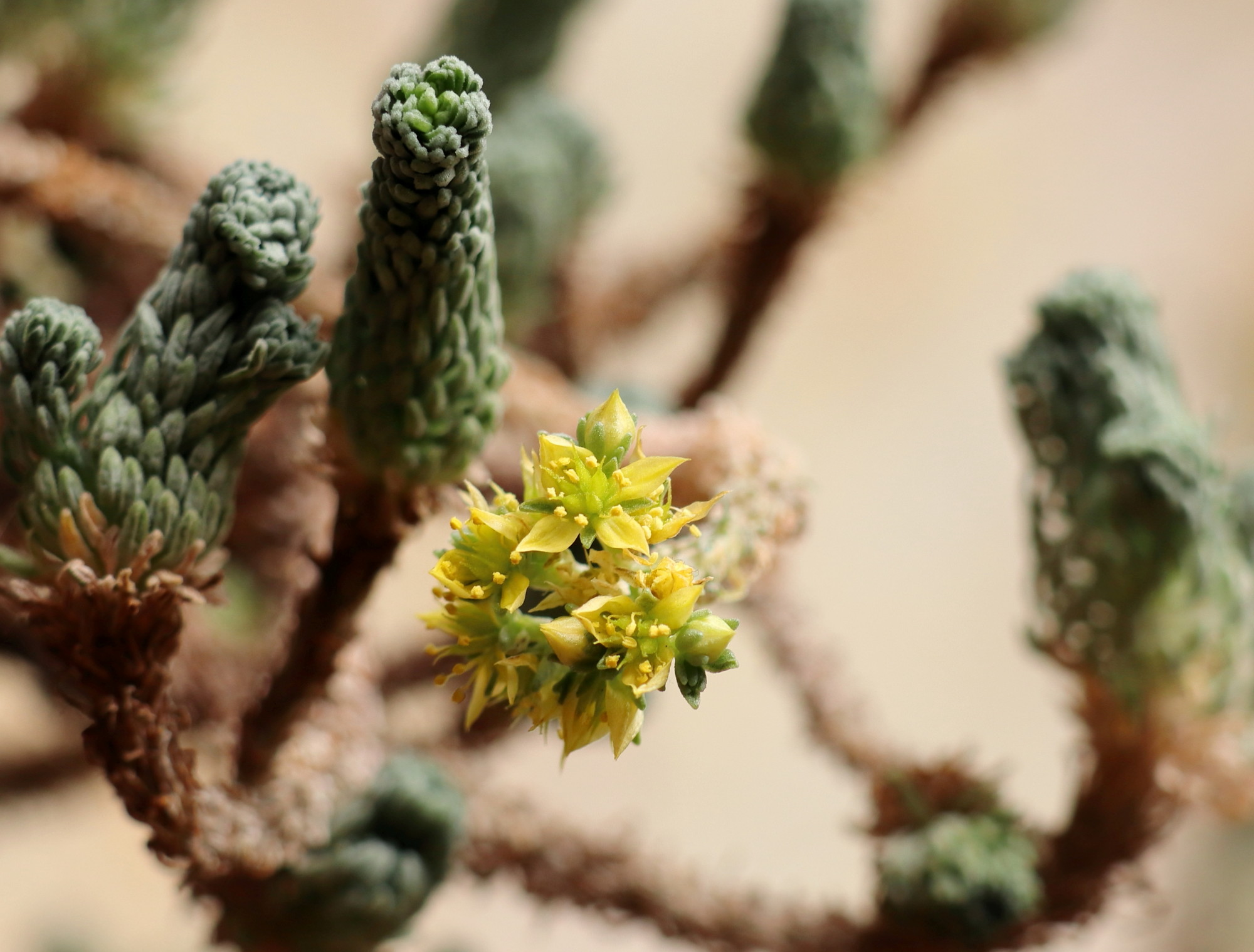 Sedum multiceps - Miniature Joshua tree care and culture | Travaldo's blog