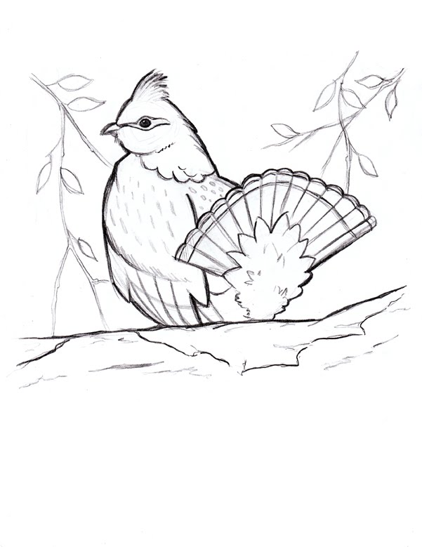 Ruffed Grouse Coloring Page Coloring Pages