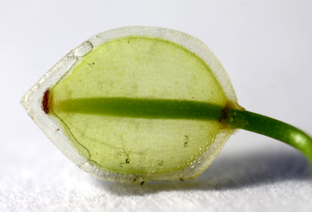 BIOLOGY WRITE-UP - BIOLOGY ARTICLES: HAUSTORIUM (haustoria): structure ... BIOLOGY WRITE-UP - BIOLOGY ARTICLES: HAUSTORIUM (haustoria): structure ...