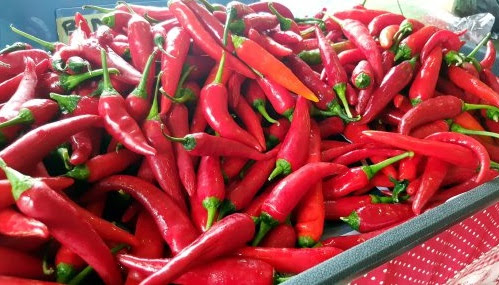 Anim Agro Technology: TANAM CILI PADI - HEBATNYA