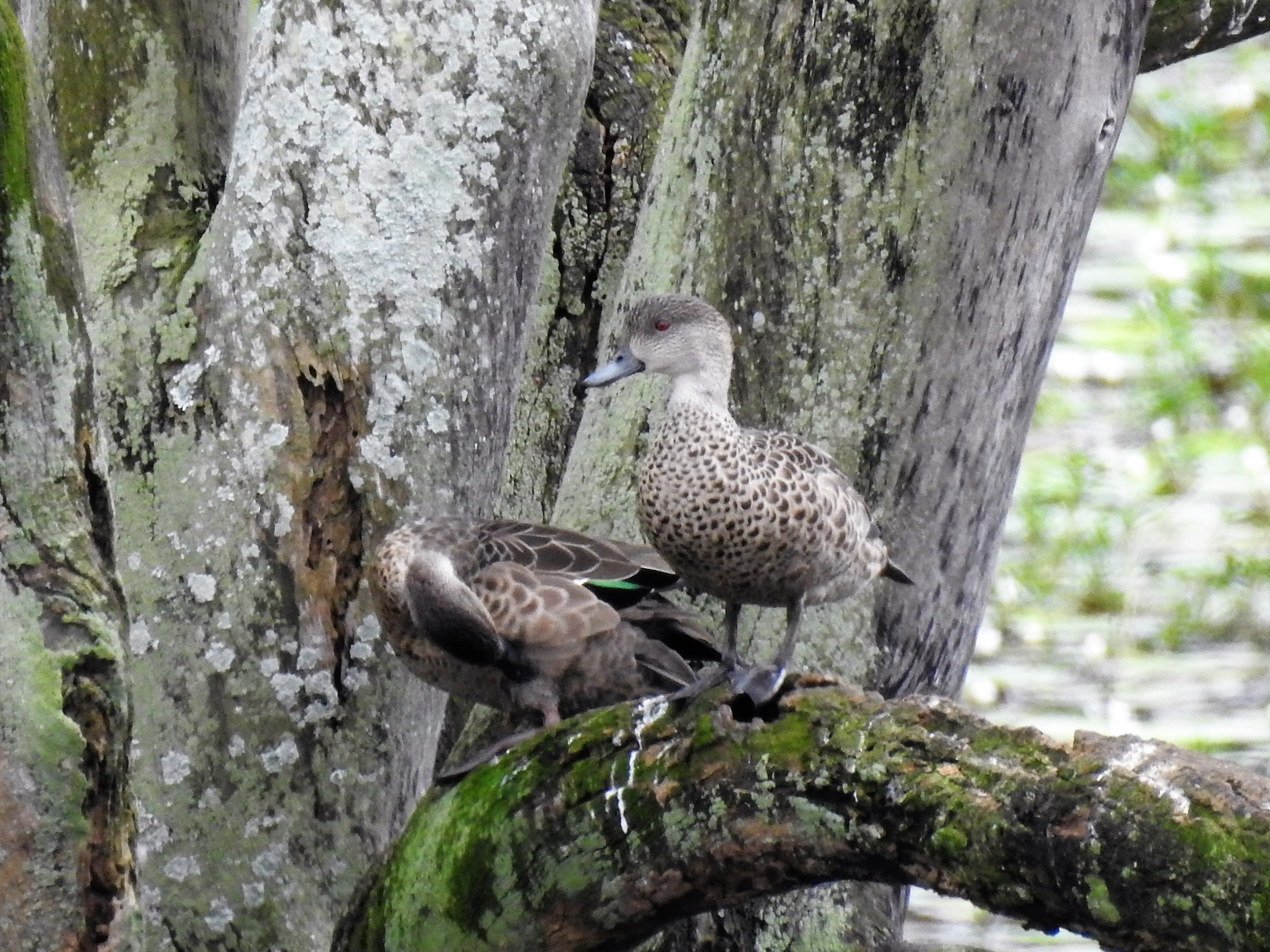 Birding - Tweed Heads - Australia: Tweed Bird List with Photos