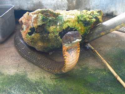 gambar ular tedung selar di putrajaya