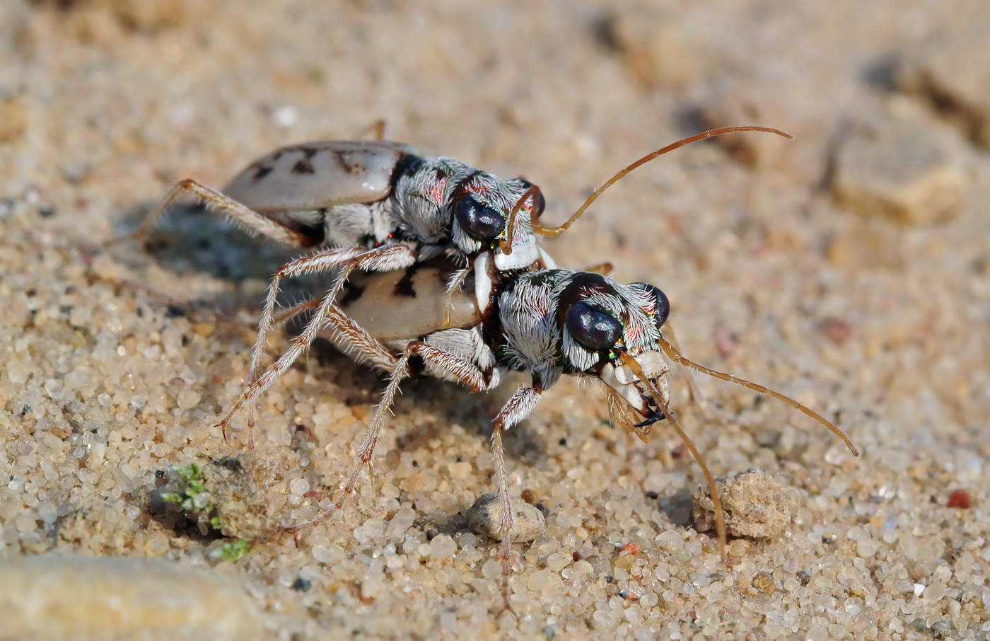 Máistir Nádúraí: July: A Prime Bug Month!