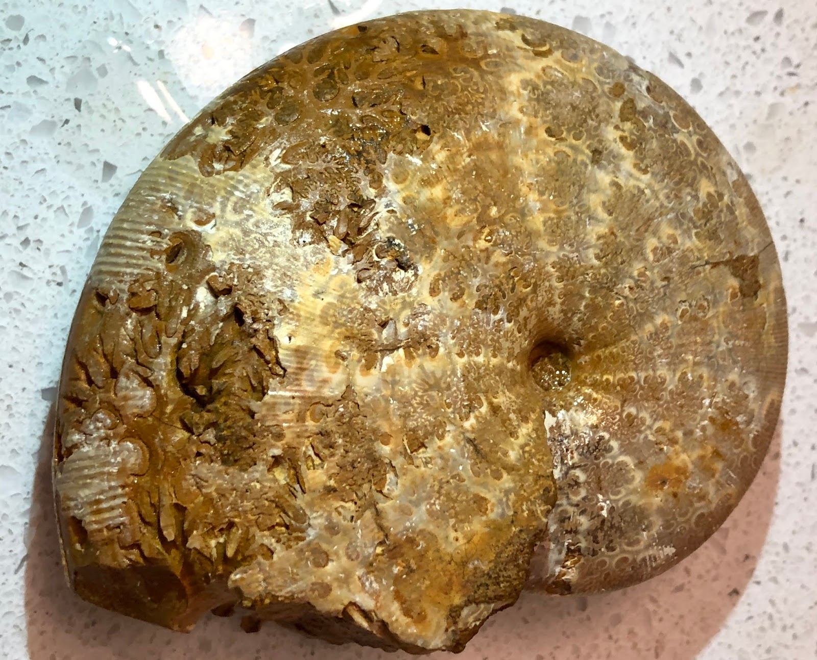 FOSSIL HUNTRESS: PHYLLOCERAS OF JAPAN