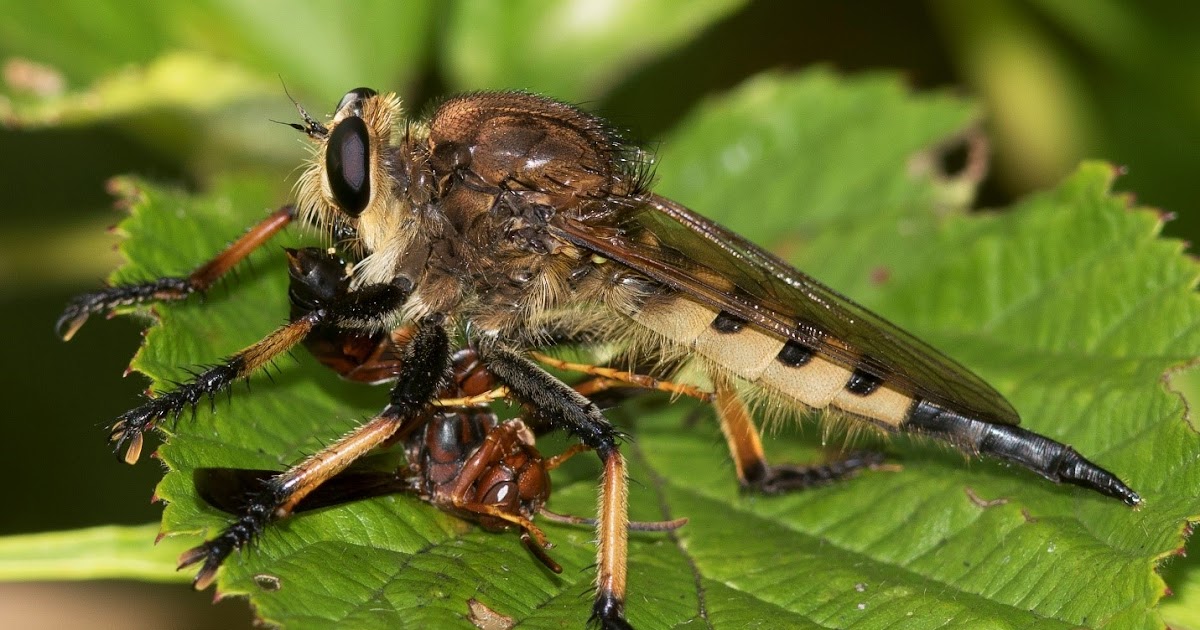 Ohio Birds and Biodiversity: Cannibal flies among fiercest insect predators