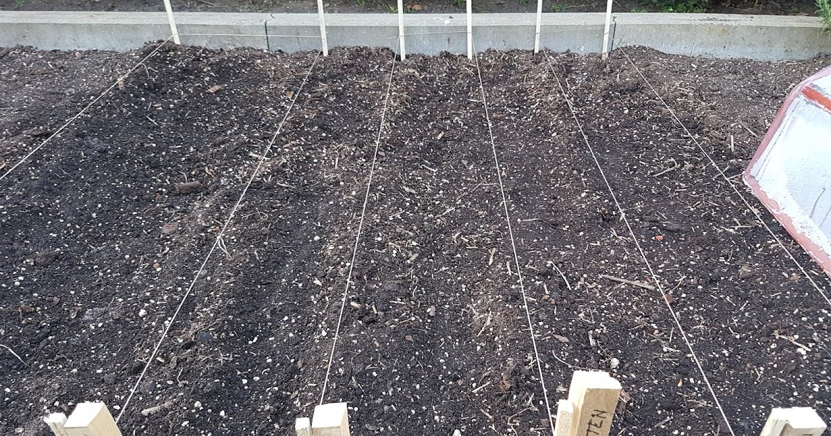 Hilly's (h)eerlijke moestuin belevenissen : De kunst van het zaaien :)