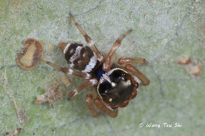 Of North Borneo Spiders and others