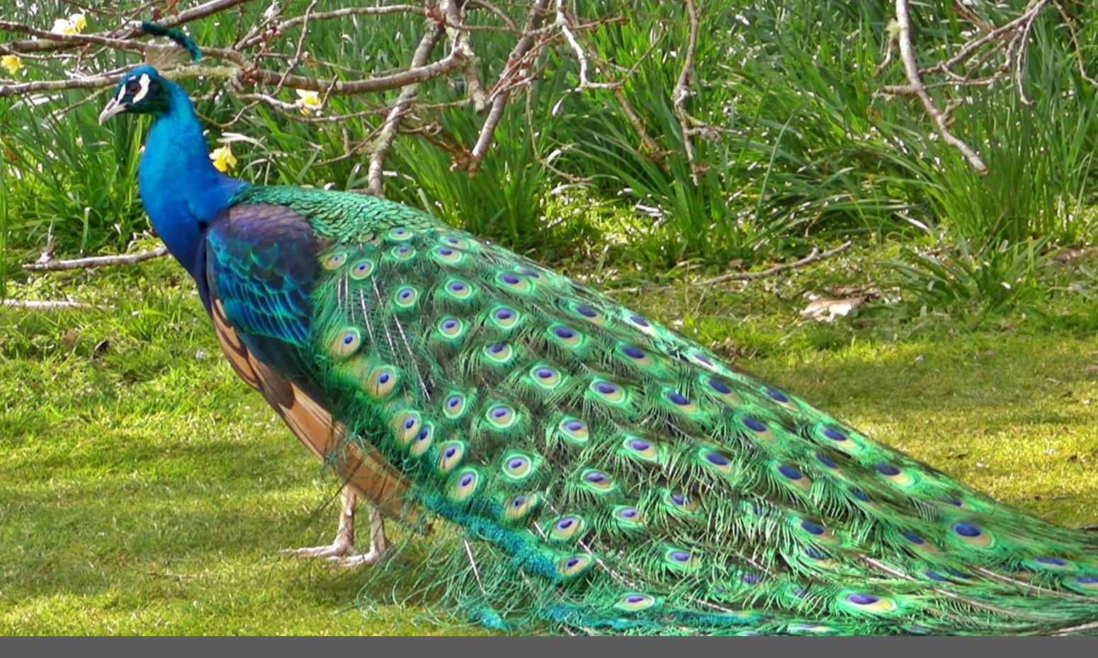 burung | macam macam jenis burung