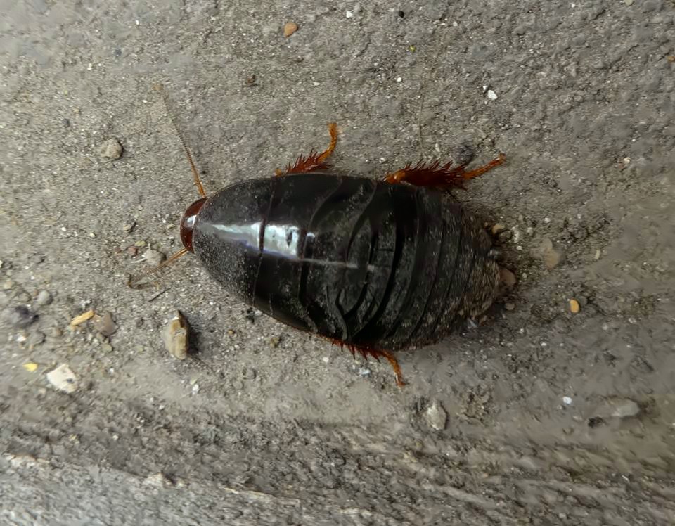 Caminantes del Desierto: CUCARACHA O BARATA. HE AHÍ EL DILEMA.