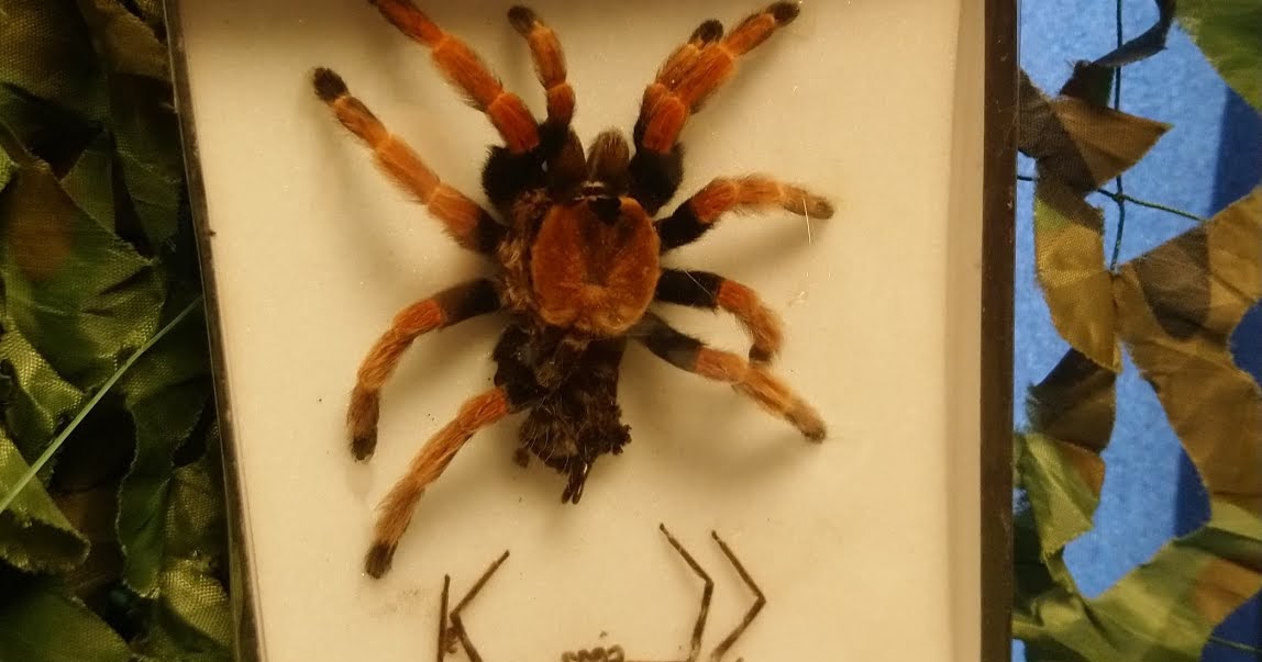 Vraie fiction: Tarentule (?)