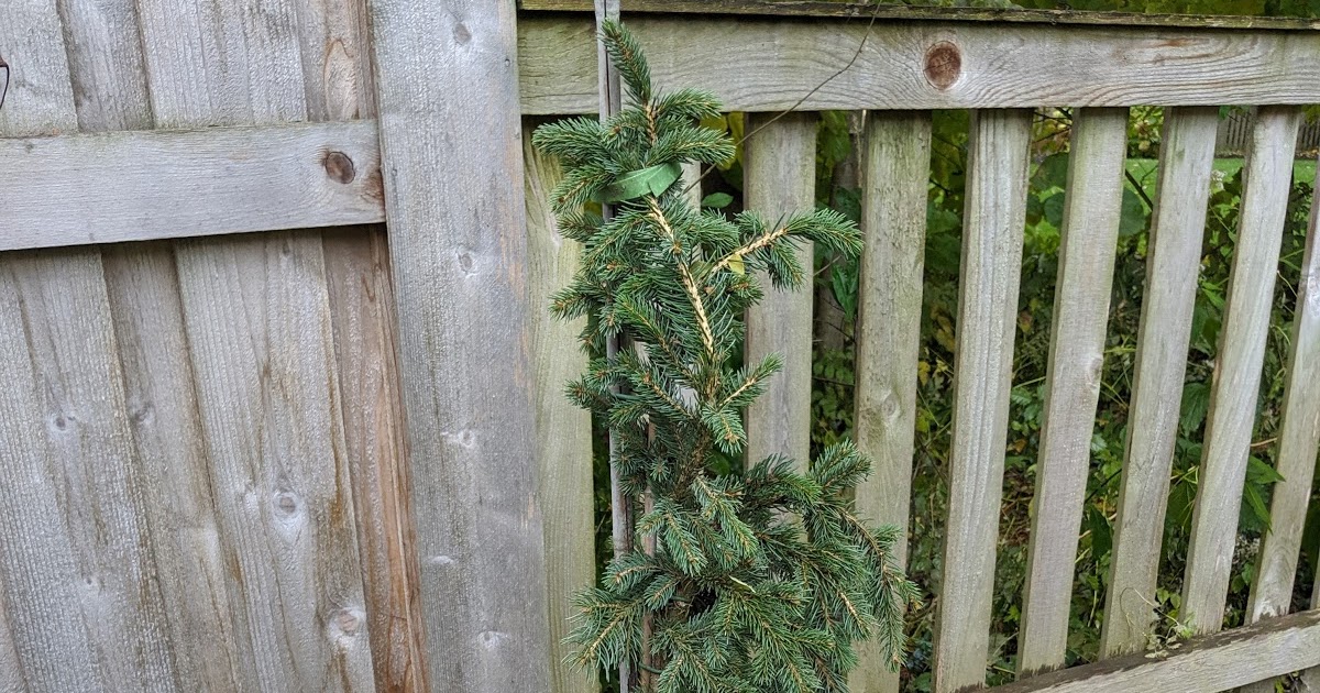 Weeping White Spruce - Fall 2019