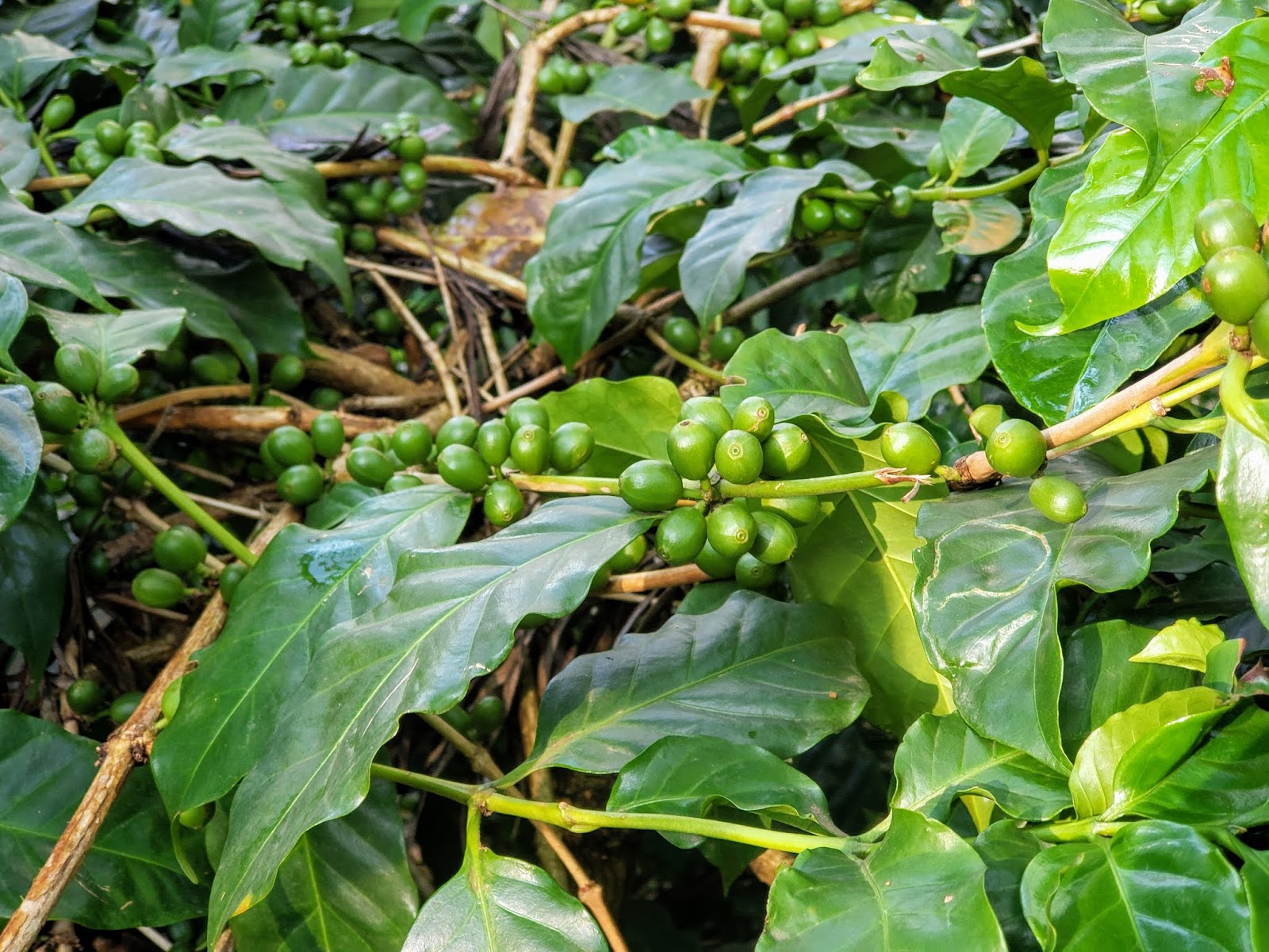 Yercaud Visit - A Perfect Getaway for a Blissful Weekend