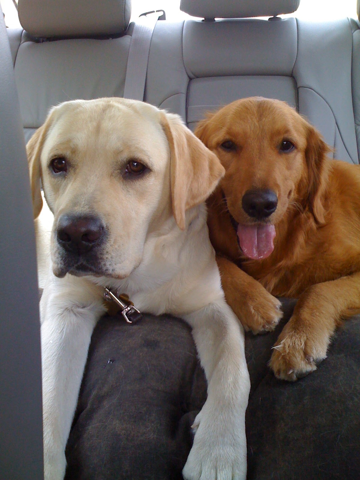 It's Nuts Out There: Once again, we lost a best friend. Our beloved ...