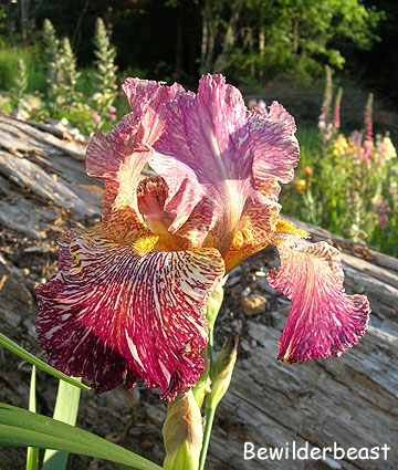 World of Irises: Broken Color: Iris Color Terminology By Mike Unser