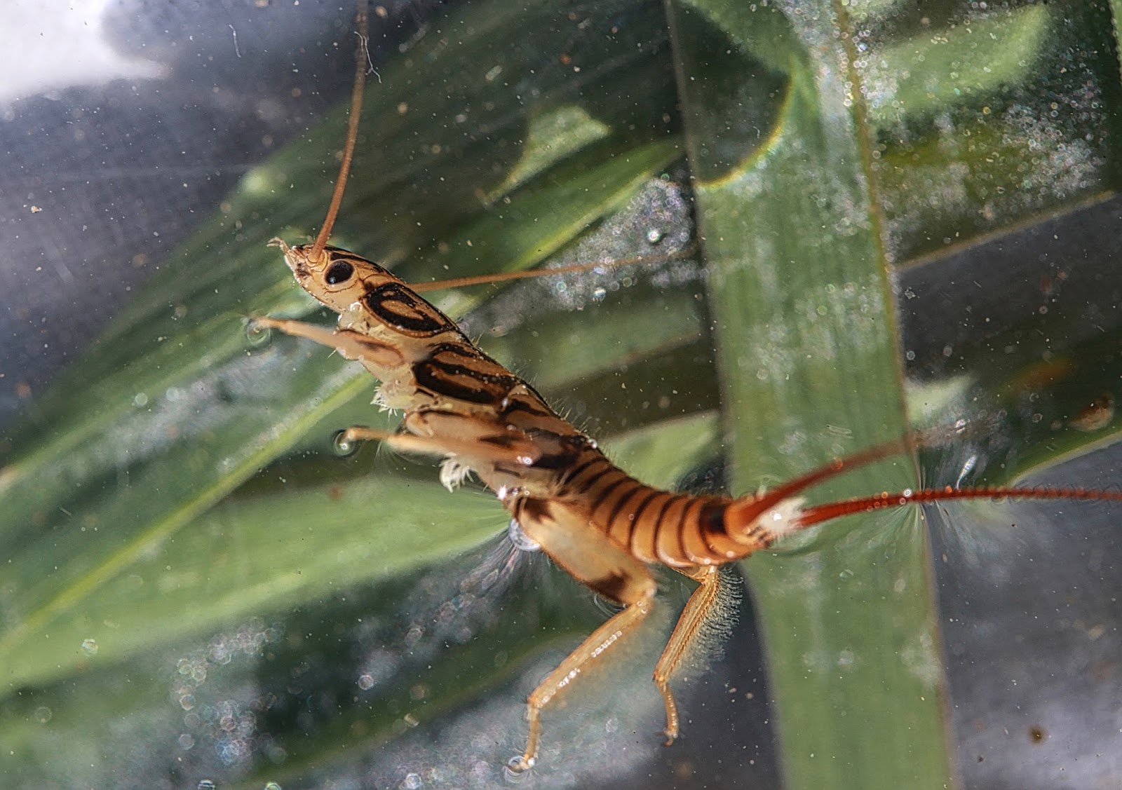 Aquatic Insects of Central Virginia: Some beautiful insects at the ...