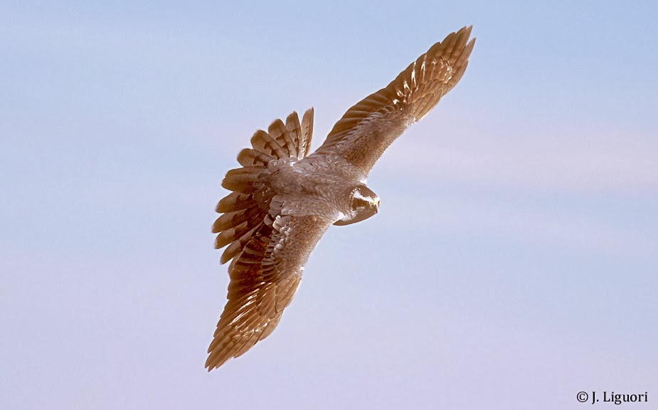 Raptor Identification and Photography: Raptor Tail Patterns