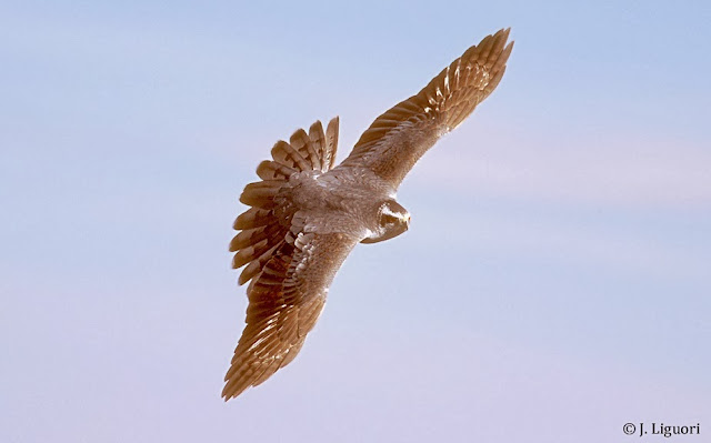 Raptor Identification and Photography: Raptor Tail Patterns