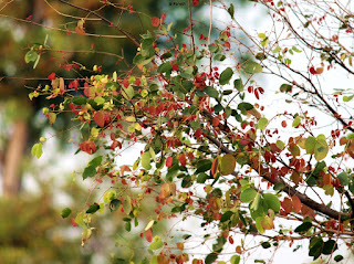 Gifting Trees...: Tree Terminal