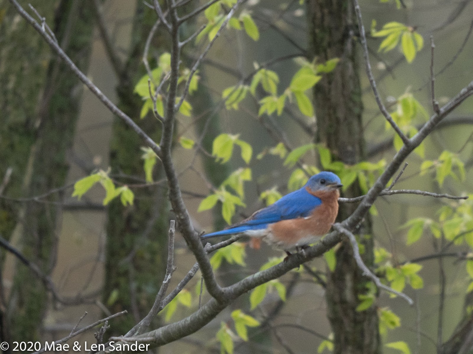 Mae's Food Blog: Real Birds