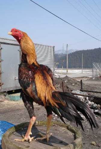 Ayam bangkok super shamo jepang ~ Ayam Aduan Jenis Ayam Bangkok asli ...