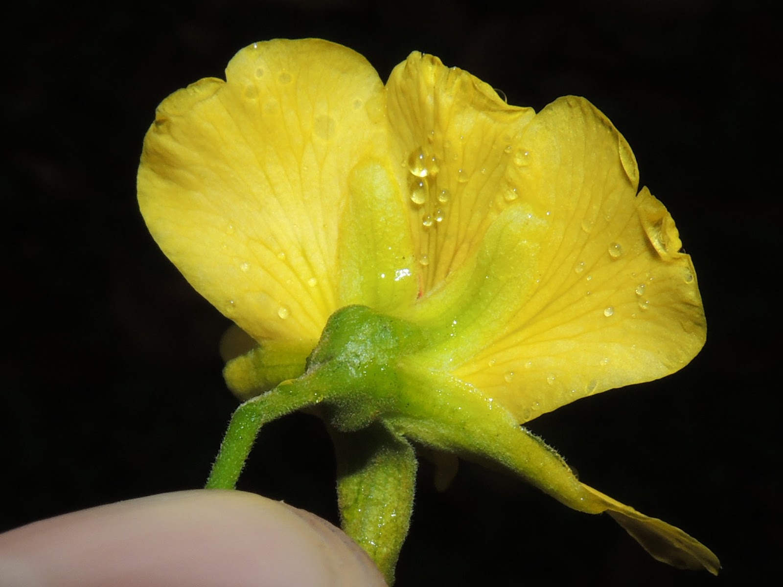 Fabaceae - Leguminosae no Brasil: Fabaceae - Paubrasilia echinata (Lam ...