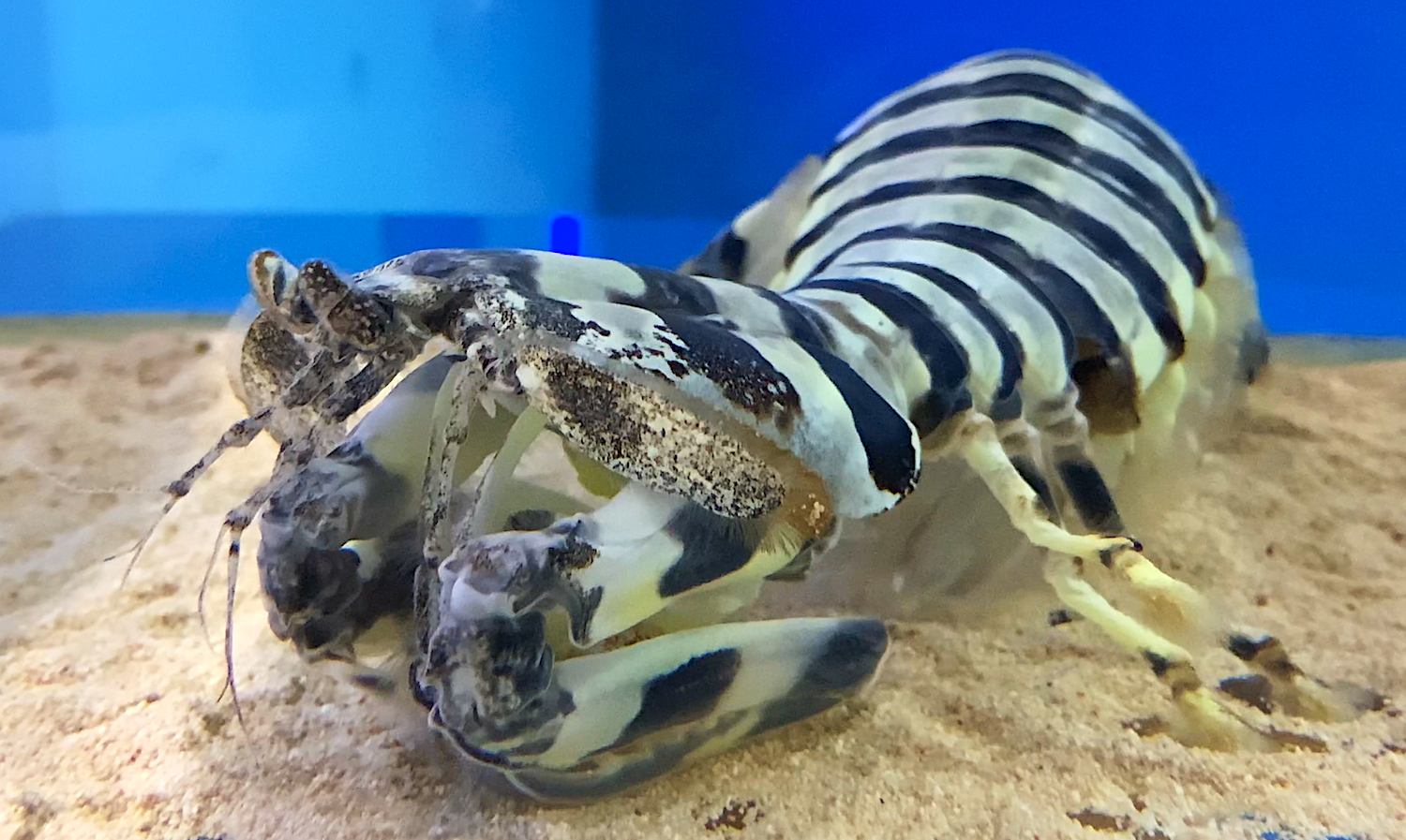 Aquarium Movies (Japan) archive 生きている魚図鑑: トラフシャコ Zebra Mantis Shrimp ...