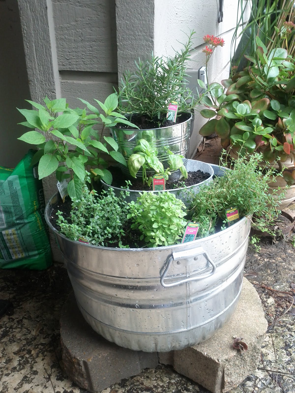 Chantilly Charm: Bucket Herb Garden!