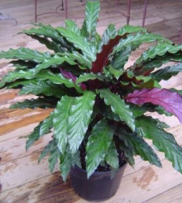 Calathea rufibarba «Calathea Wavestar» - Id Plantae
