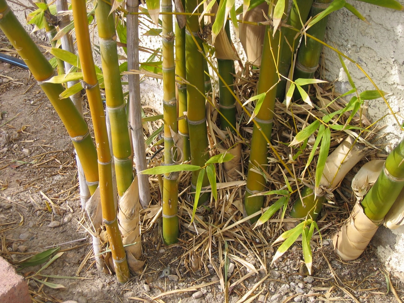 Xtremehorticulture of the Desert: Think Twice Before Purchasing Timber ...