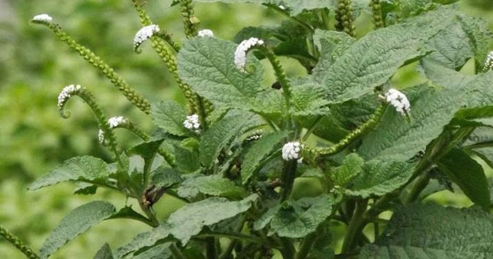 Lwin Phyo Aye: ဆီးပူ၊ ဆီးအောင့်