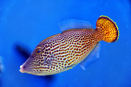 Honu Hawaiian Diving: January 2014