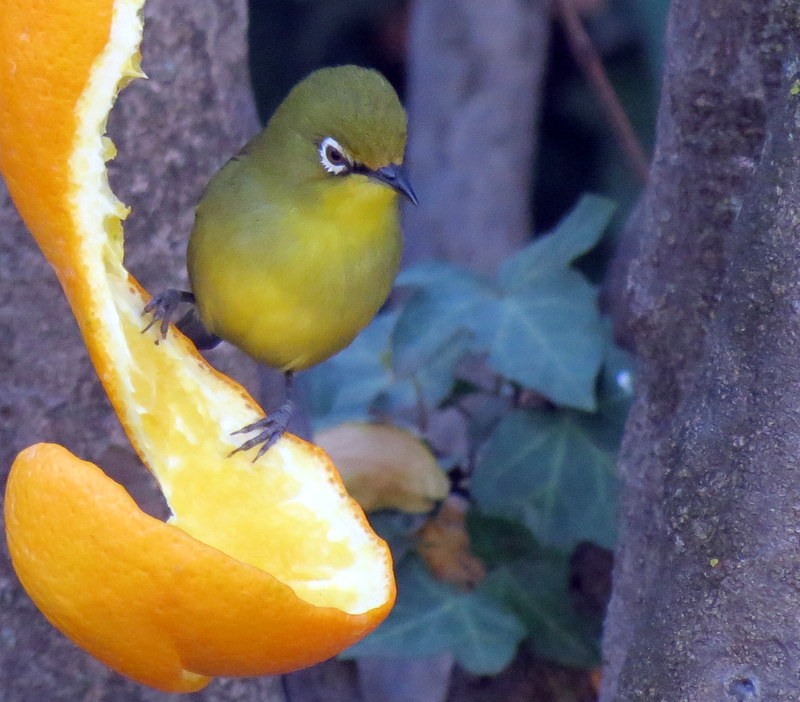 Kreatiewe Joernaal: muisvoël