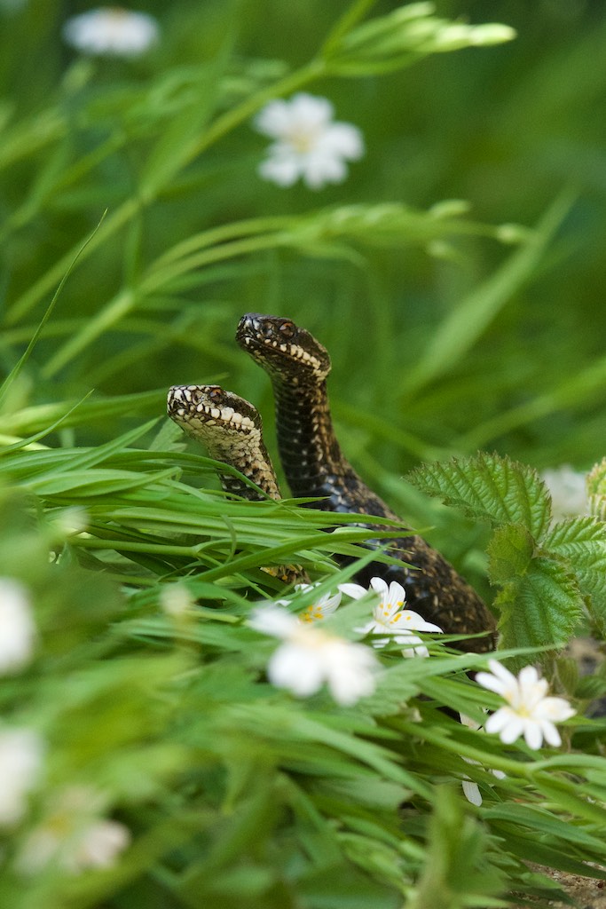 Dancing Adders
