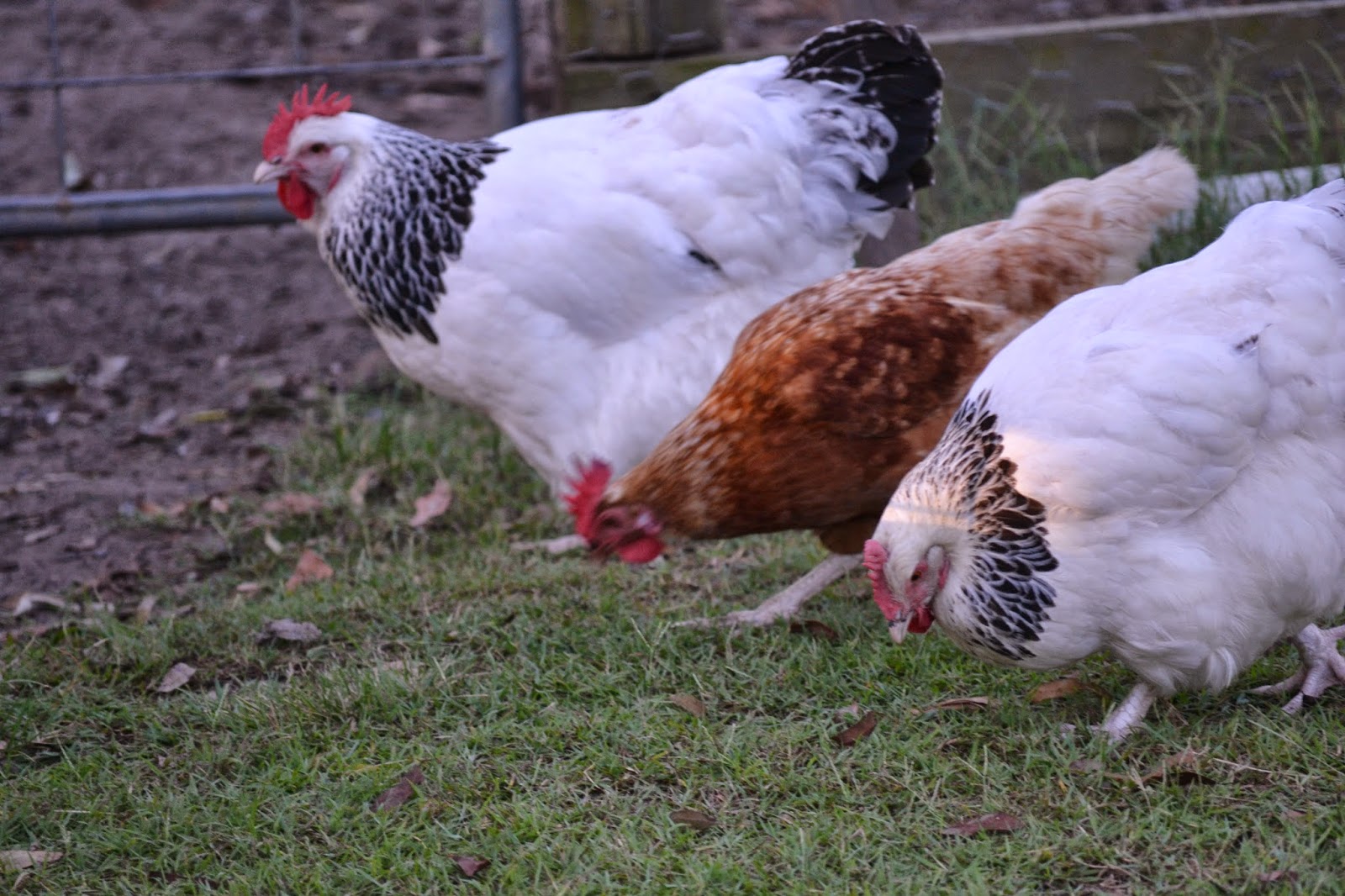 Highland Hen: My Girls 5 fat Hens