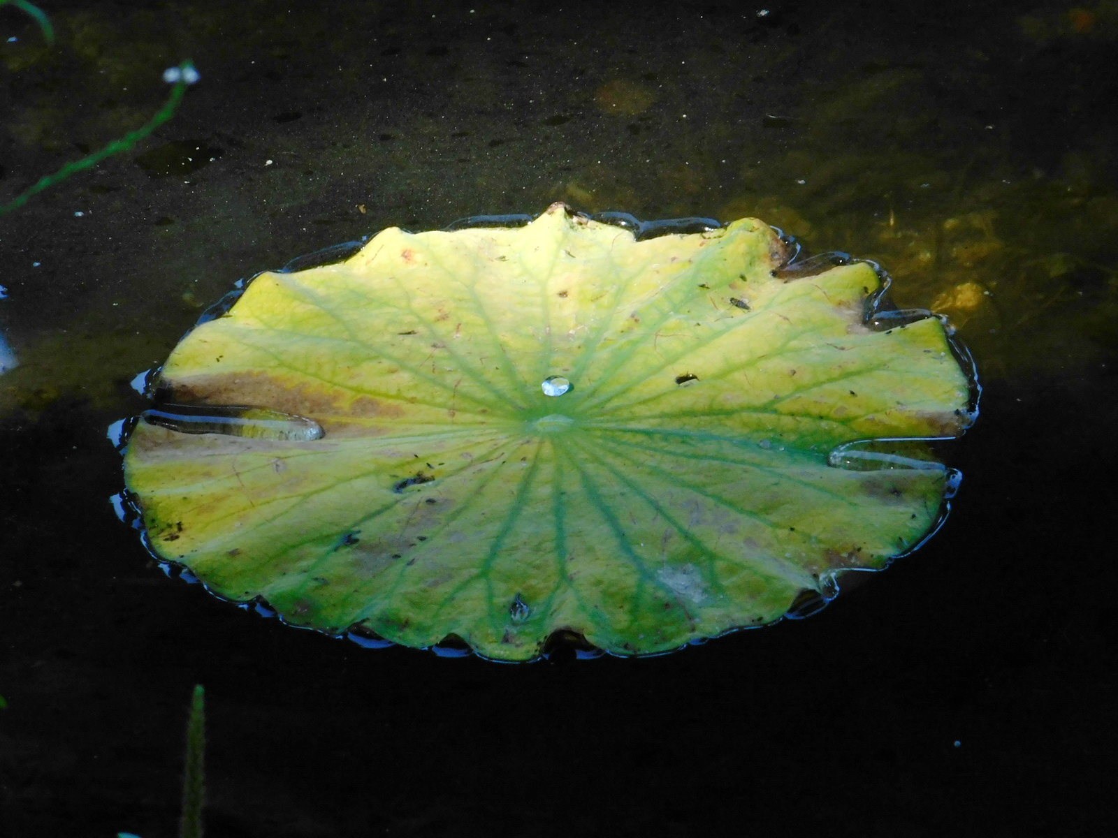 LA MULTI ANI, ROMANIA!: Frunze de nufăr