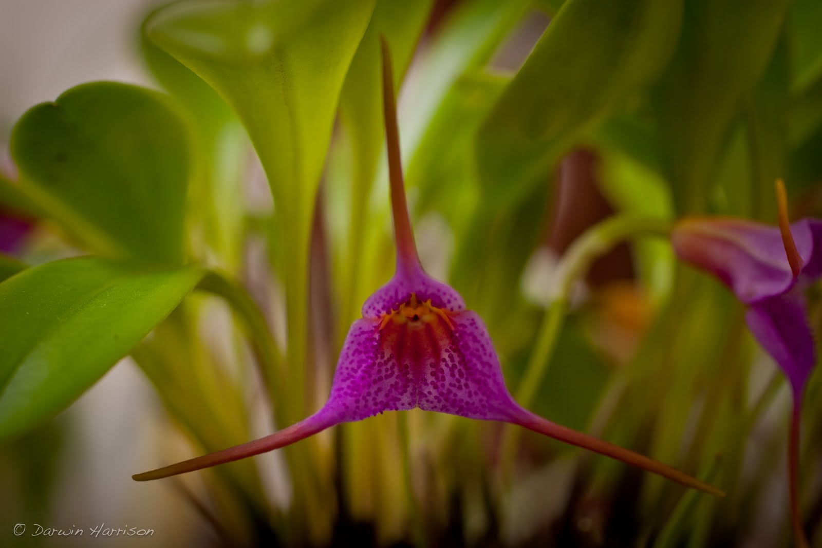 Darwin's Orchids: Masdevallia glandulosa
