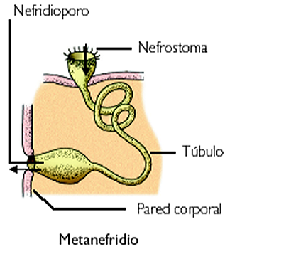 BIOLOGIA: PHYLLUM ANNELIDA