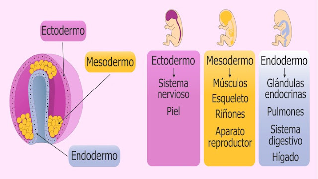 Módulo !. Morfofisiología de los procesos vitales en vertebrados.