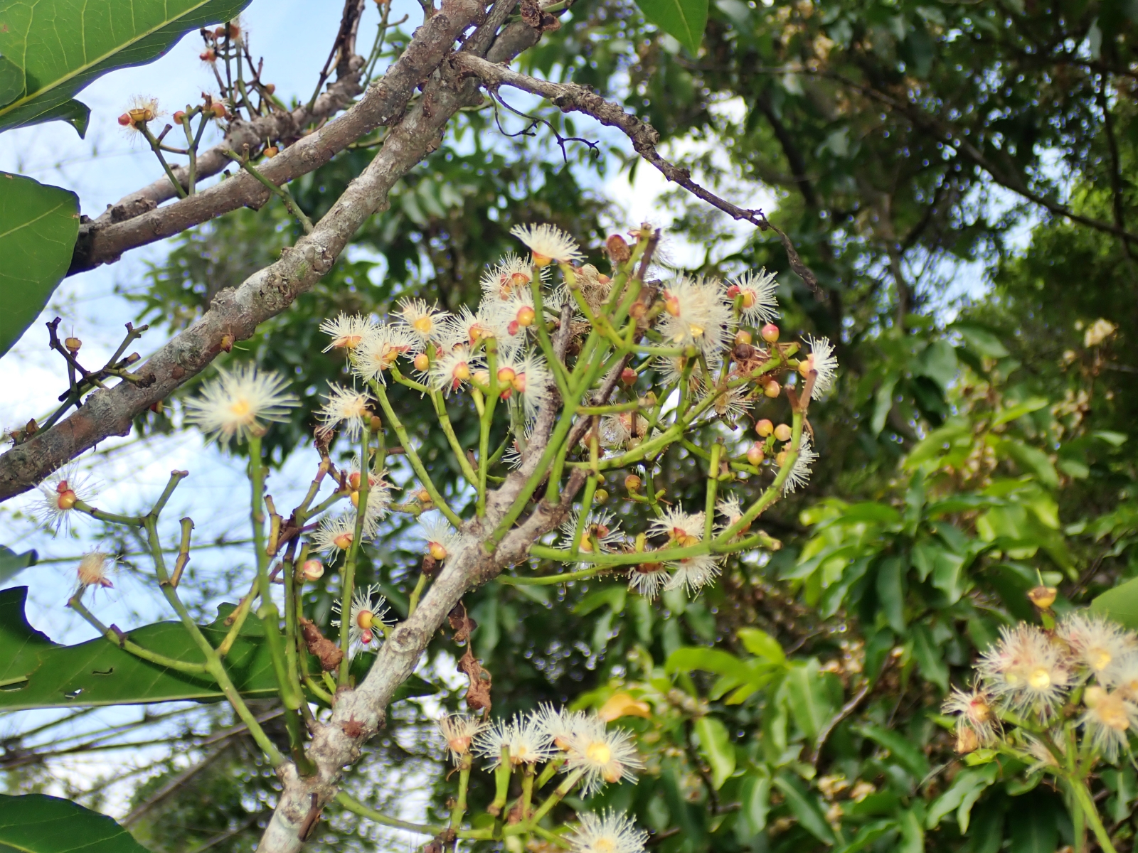 Cleistocalyx operculatus (Roxb.) Merr. et Perry 水翁