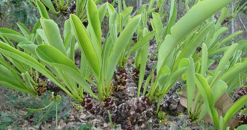 Catuaba (Erytroxylon Catuaba)