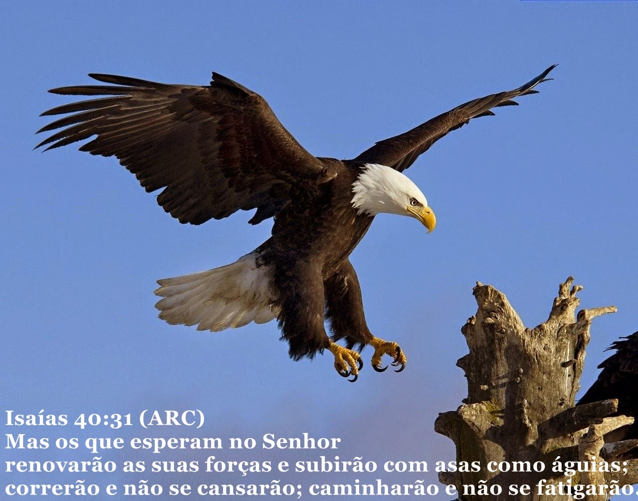 Gaivota em Ação: Águia voe...